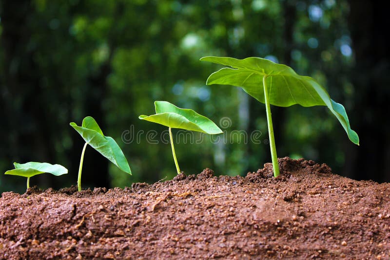 Saplings-new life stock photo. Image of green, environmental - 25345532