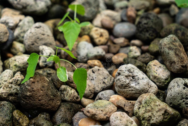 Saplings of papaya trees stock image. Image of asia - 184990051