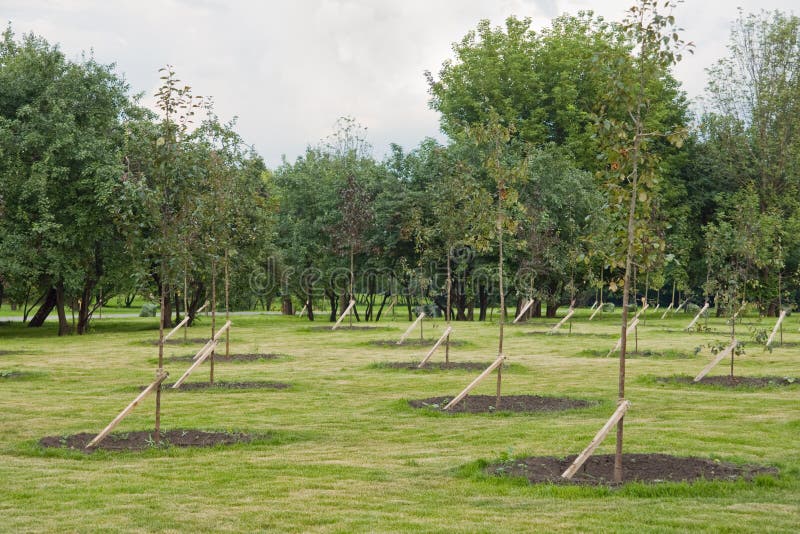 Saplings in a park stock photo. Image of growth, cultivated - 13276432