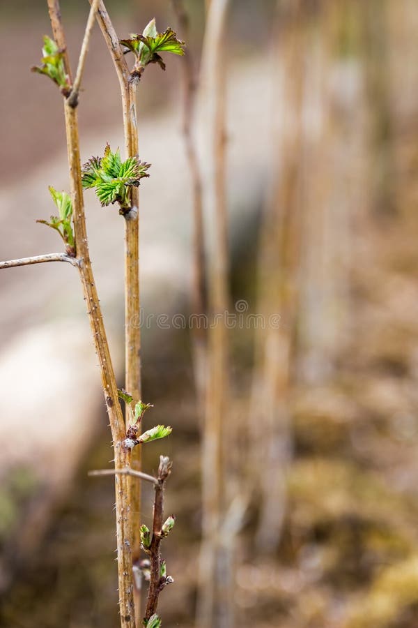 Saplings of Raspberry. Young Raspberry Bushes. Raspberry Seedlings ...