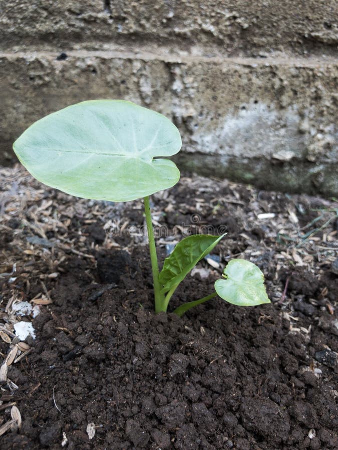 Saplings stock image. Image of sapling, saplings, viable - 92752855