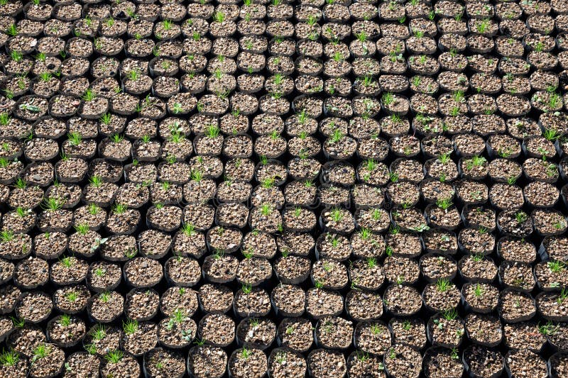 Saplings seedling trees. stock image. Image of landscape - 303811751