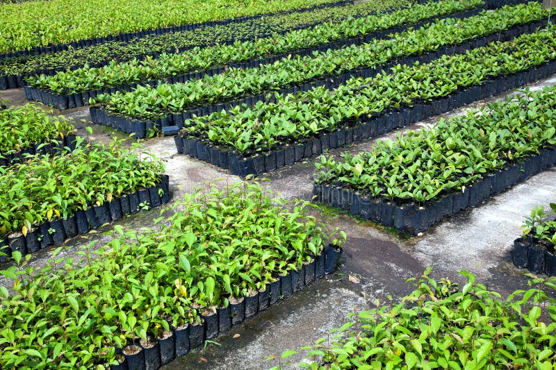 Saplings seedling trees. stock photo. Image of lettuce - 303811764