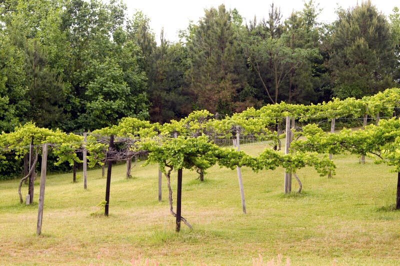 Saplings in vineyard stock photo. Image of landscape, vineyard - 5182126