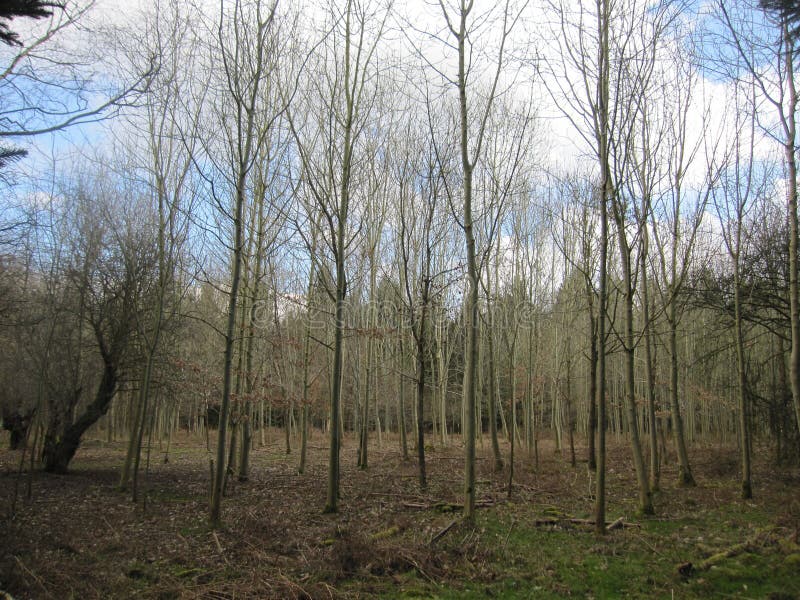 Saplings stock image. Image of sapling, trees, saplings - 111590767