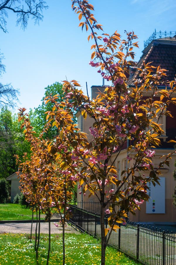 Saplings of Young Trees on the Alley Bloomed in Spring Stock Photo ...