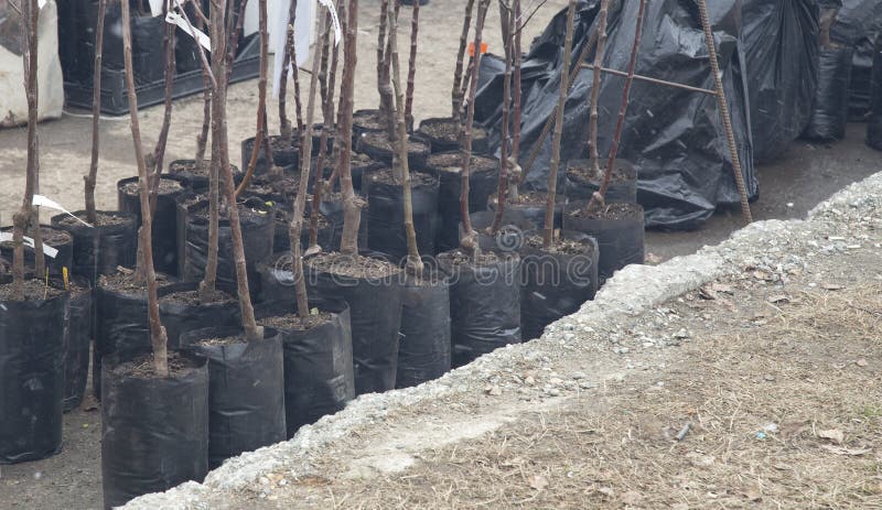 Sale of Seedlings from the Nursery Stock Photo - Image of exhibition ...