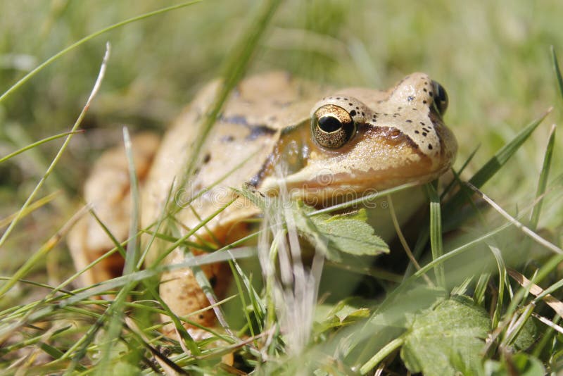 Sapo foto de archivo. Imagen de fangoso, sapo, vulgar - 107401306