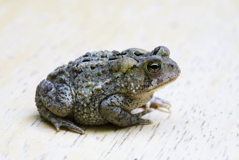 Sapo foto de archivo. Imagen de animal, serio, sentada - 14837408