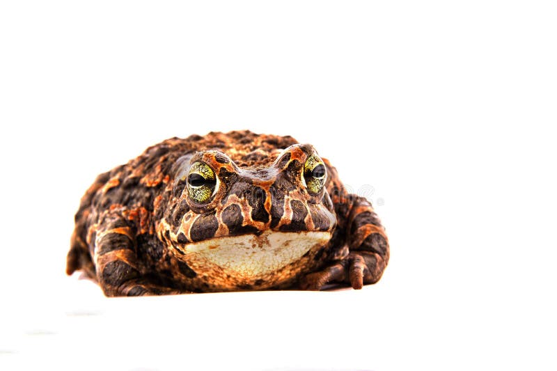Sapo foto de archivo. Imagen de cuento, diversidad, ambiente - 31352072