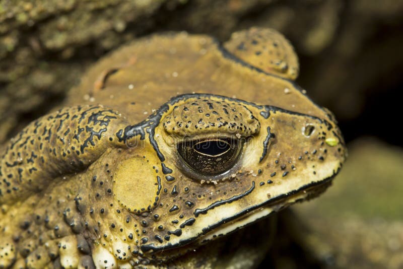 Sapo imagem de stock. Imagem de wildlife, guia, campo - 33302537