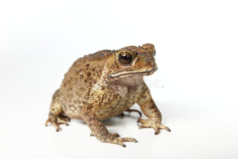 Sapo animal con gafas imagen de archivo. Imagen de ambiente - 13336973