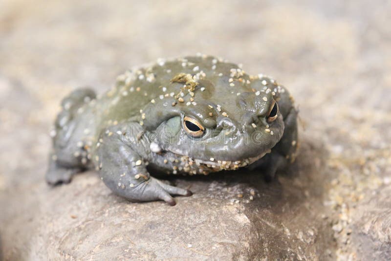 Alvarius De Incilius Bufo Del Sapo Del Río Colorado Foto de archivo ...