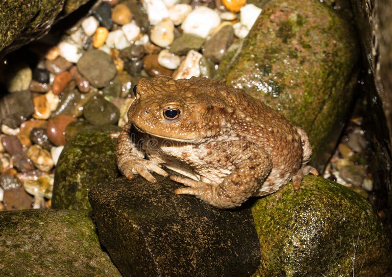 Sapo foto de archivo. Imagen de cara, reptil, exterior - 81284572