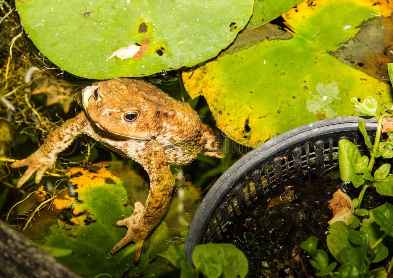 Sapo foto de archivo. Imagen de nadie, ambiente, cara - 81294814