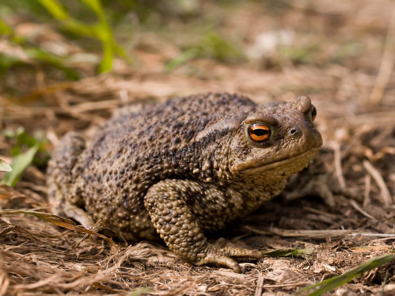 36,431 Sapo Enojado Fotos de stock - Fotos libres de regalías de Dreamstime