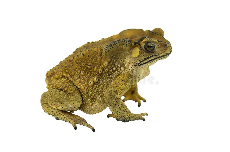 Sapo Aislado En El Fondo Blanco Foto de archivo - Imagen de aislado ...