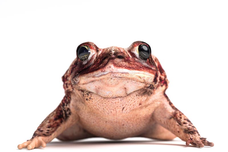Sapo aislado en blanco stock de ilustración. Ilustración de anfibio ...