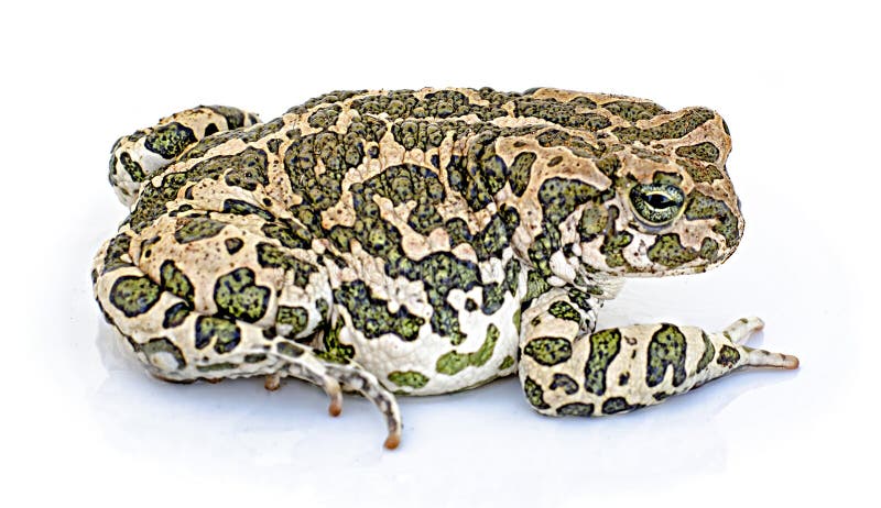 Sapo aislado en blanco foto de archivo. Imagen de aislado - 242252558