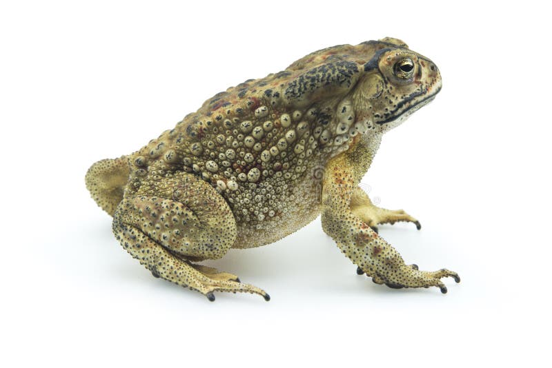 Sapo Aislado En El Fondo Blanco Foto de archivo - Imagen de blanco ...