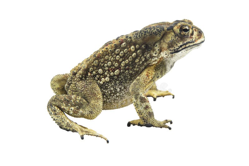Sapo Aislado En El Fondo Blanco Imagen de archivo - Imagen de macro ...
