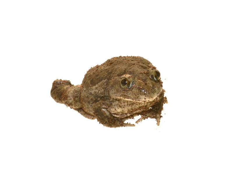Sapo Aislado En Fondo Blanco Imagen de archivo - Imagen de rana ...
