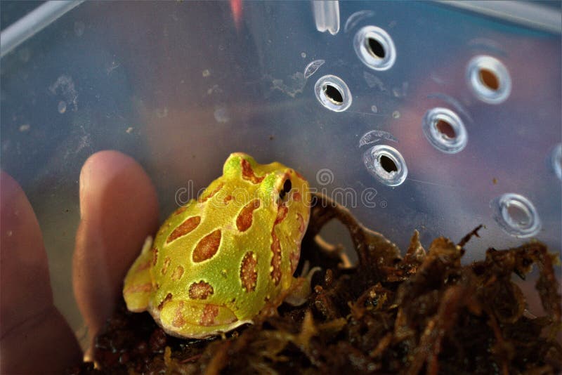 Sapo Albino Pacman Num Fardo De Abrigo Foto de Stock - Imagem de nave ...