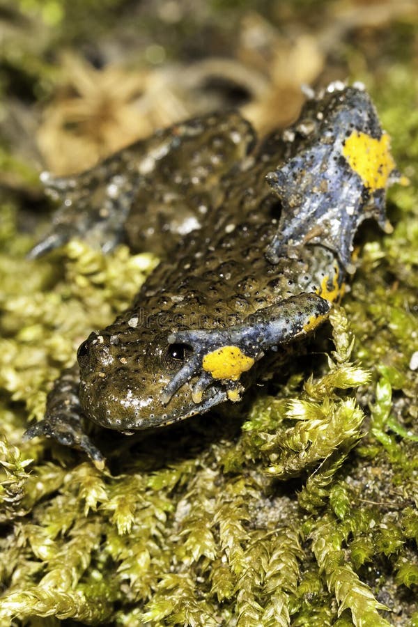 Sapo Amarillo-hinchado En Postura De Defensa Foto de archivo - Imagen ...