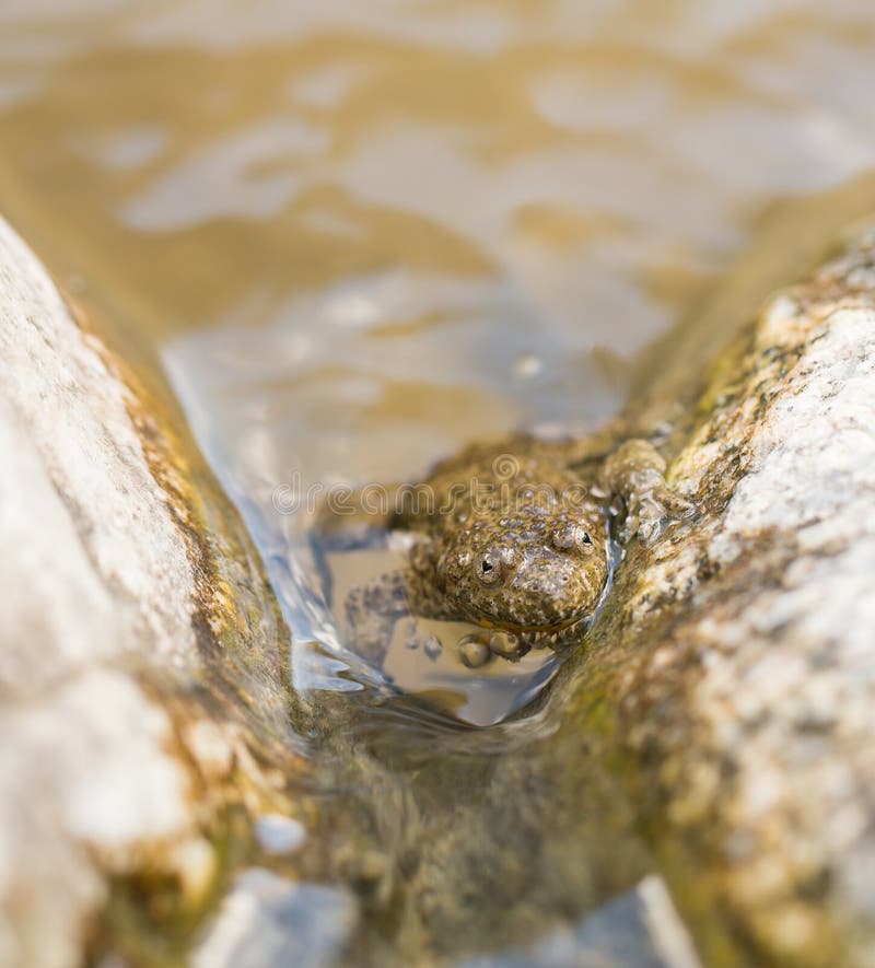 Sapo Meridional En Una Seta Adornada Imagen de archivo - Imagen de ...