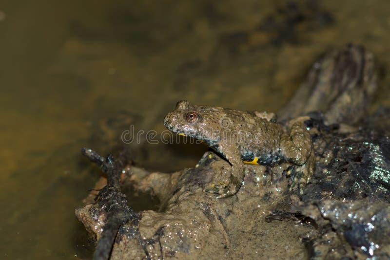 Sapo hinchado amarillo imagen de archivo. Imagen de outdoor - 114587479