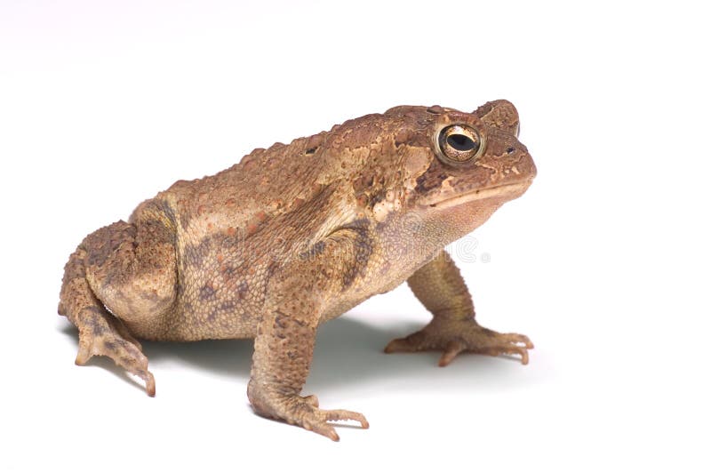 Sapo americano imagen de archivo. Imagen de sapo, resorte - 94267975