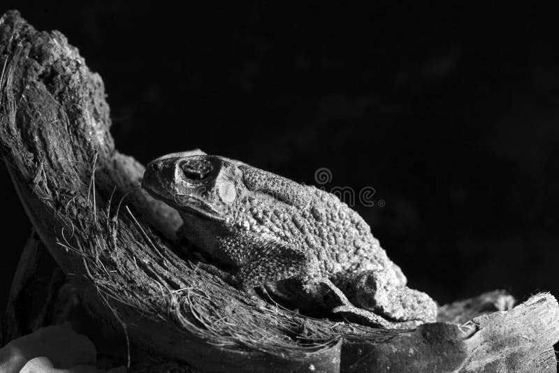 Sapo blanco y negro foto de archivo. Imagen de anfibio - 90189564