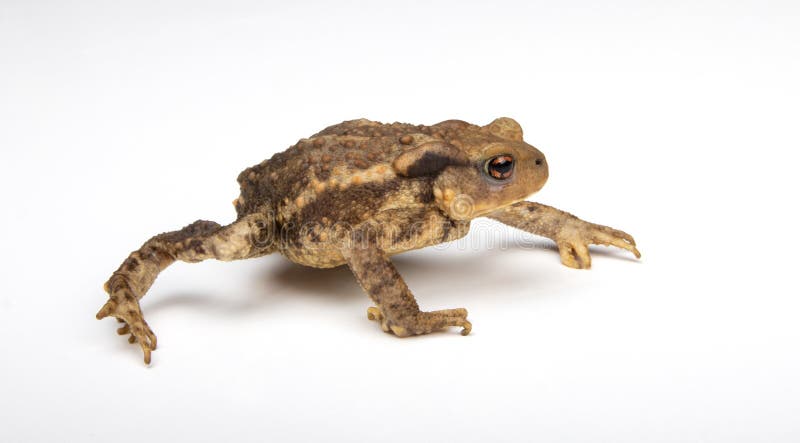 Sapo foto de archivo. Imagen de sapo, reptil, blanco - 254352632