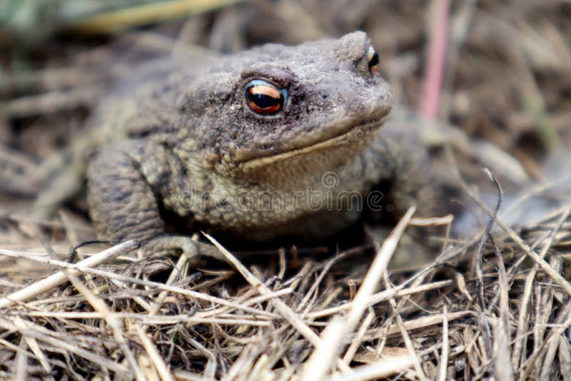 Sapo Sentado En Hierba Seca Y Tomando El Sol. Imagen de archivo ...