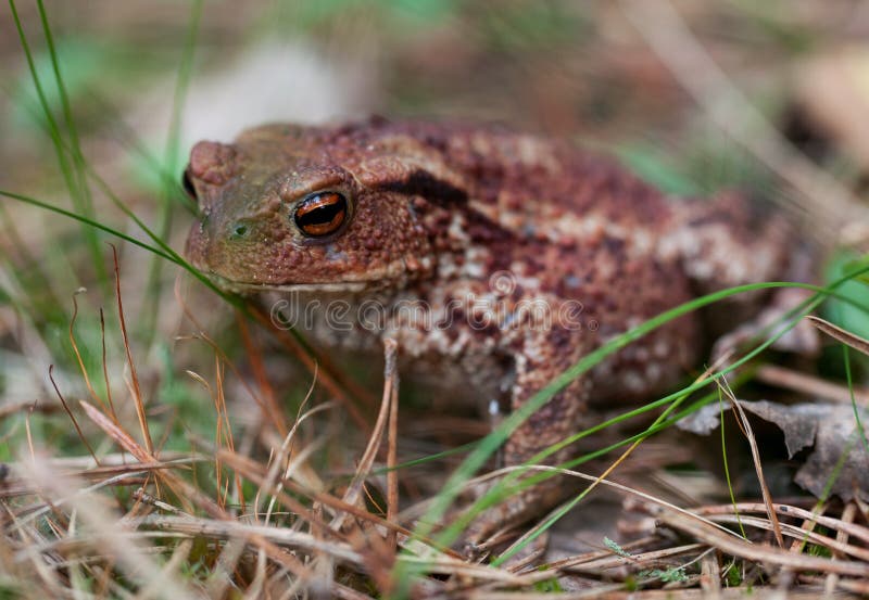 Sapo comum, bufo do bufo imagem de stock. Imagem de frio - 32555461