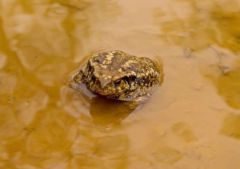 Sapo comum foto de stock. Imagem de pantanal, verde - 202288304