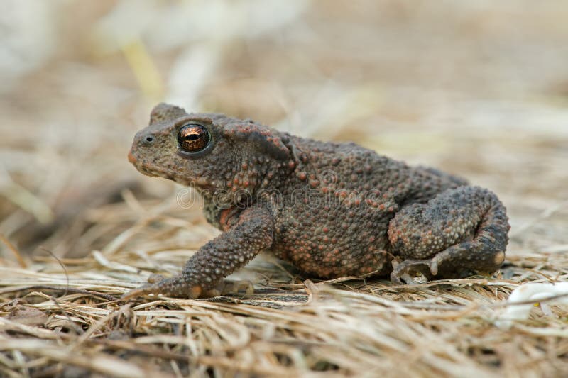 Sapo Comum Do Juvenil, Bufo De Bufo Foto de Stock - Imagem de ...