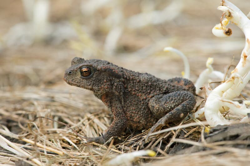 Sapo Comum Do Juvenil, Bufo De Bufo Foto de Stock - Imagem de ...