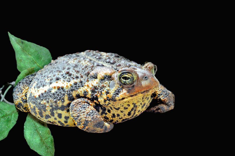 Sapo negro grande imagen de archivo. Imagen de fango - 39780529