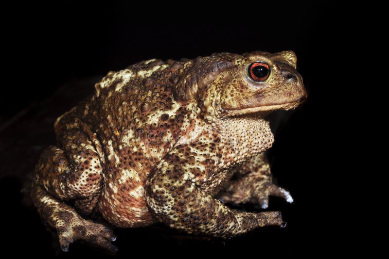 523 Sapo Negro Grande Fotos de stock - Fotos libres de regalías de ...
