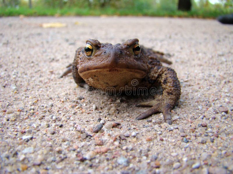 Macro del sapo de Brown foto de archivo. Imagen de fangoso - 5495596