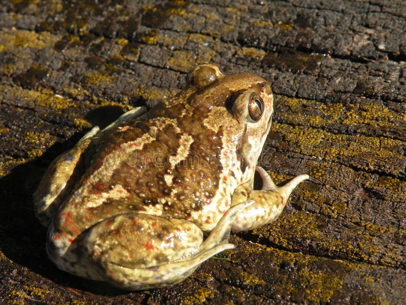 Sapo marrom grande imagem de stock. Imagem de sapo, animal - 11531397