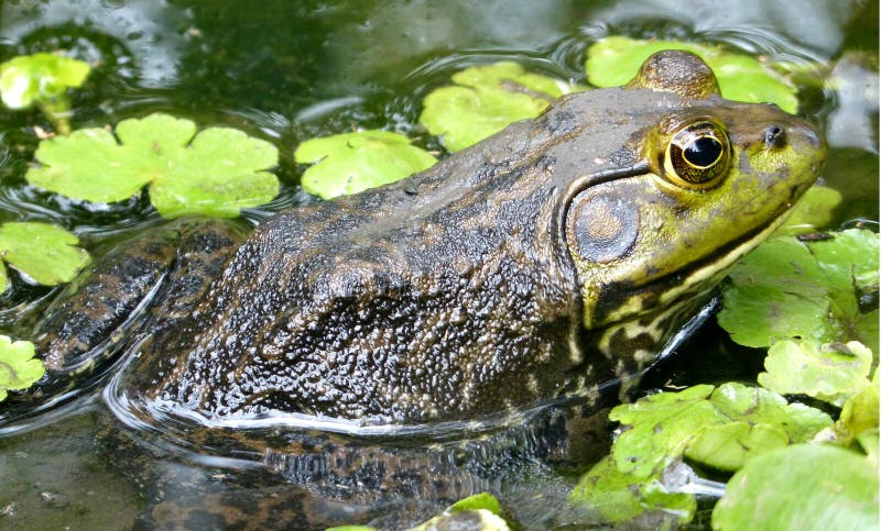 Sapo De Brown Con La Cabeza Verde En La Charca De Agua Foto de archivo ...