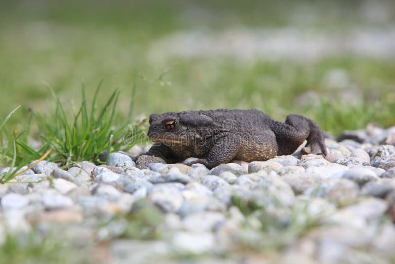 Sapo de Bufo al aire libre imagen de archivo. Imagen de retrato - 35279269