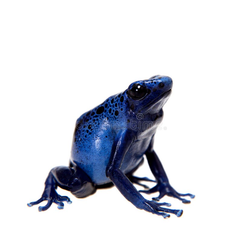 Sapo-de-dardo-azul Dendrobates Tinctorius Azureus Em Branco Imagem de ...