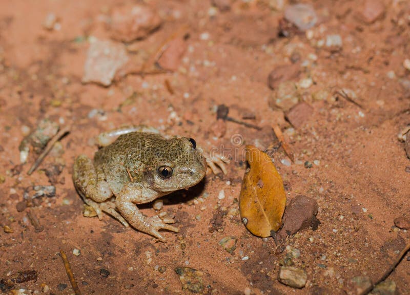 Sapo de parteira na terra foto de stock. Imagem de pequeno - 93799844