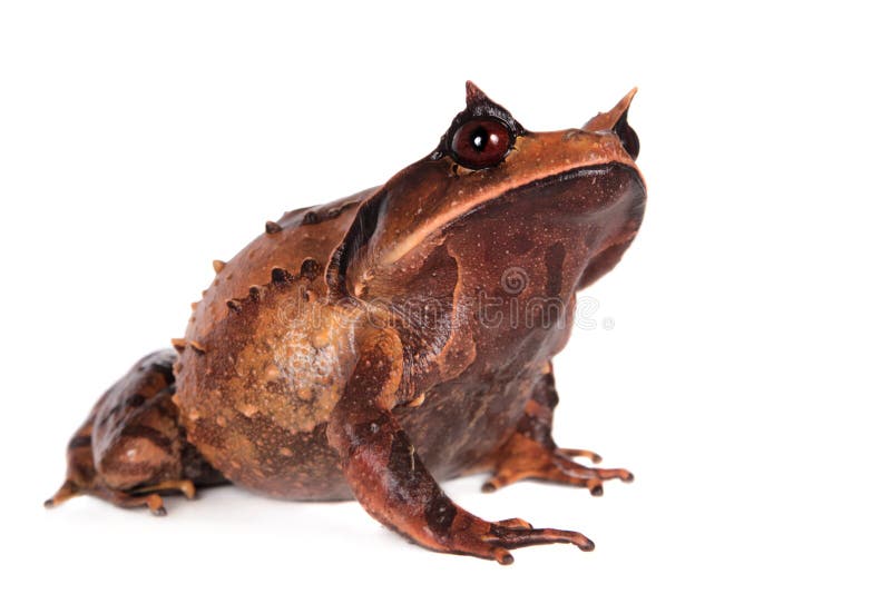Sapo Negro Grande Fotos De Stock - Descarga 298 Fotos Libres de Derechos