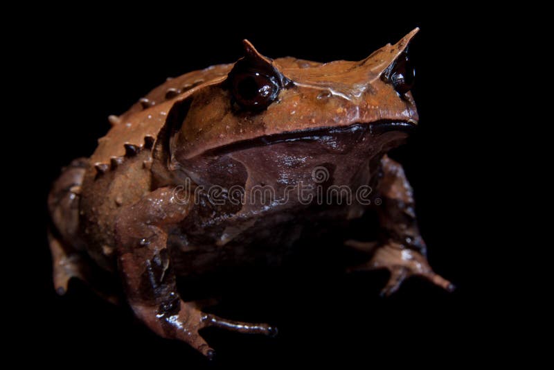 523 Sapo Negro Grande Fotos de stock - Fotos libres de regalías de ...