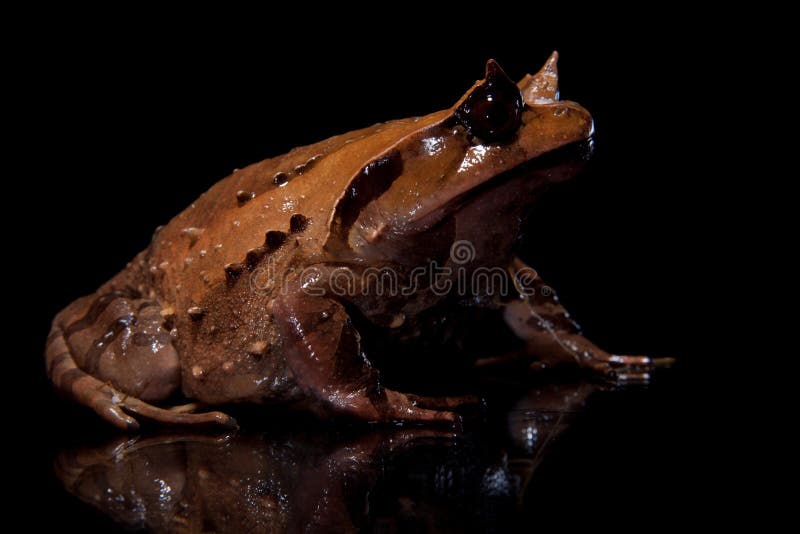 523 Sapo Negro Grande Fotos de stock - Fotos libres de regalías de ...