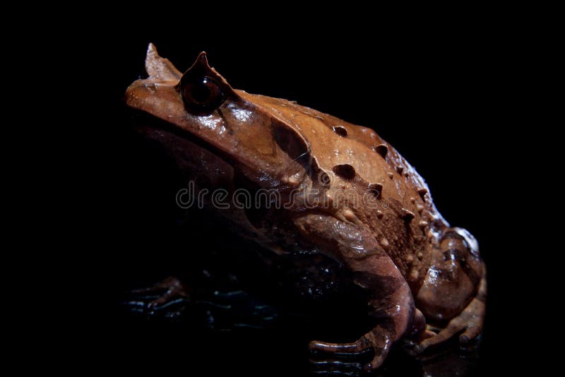 523 Sapo Negro Grande Fotos de stock - Fotos libres de regalías de ...
